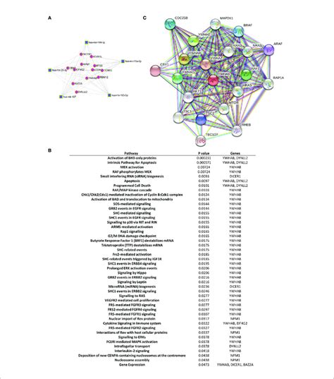 Gene And Protein Pathway Regulatory Networks Of The Selected Download Scientific Diagram