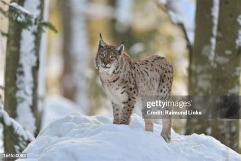 Siberian Lynx Photos And Premium High Res Pictures Getty Images