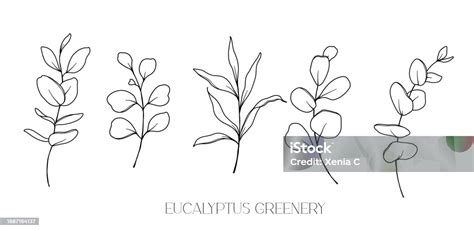 유칼립투스 선화 흑인과 백인 꽃 꽃다발 꽃 색칠 공부 페이지 플로럴 라인 아트 파인 라인 유칼립투스 그림입니다 손으로 그린 녹지입니다 식물 색소 청첩장 초록 라인아트에 대한
