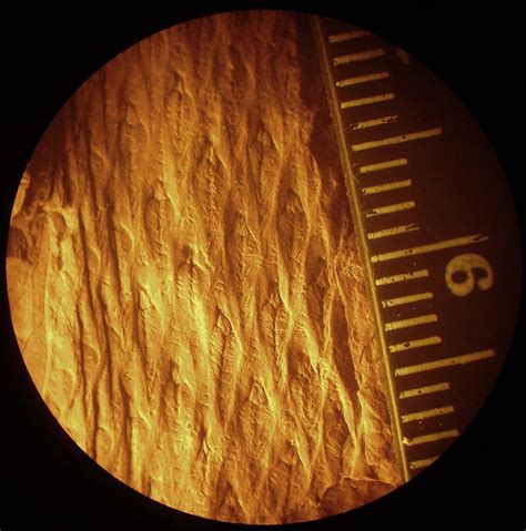 Lepidodendron Bark Pattern Member Collections The Fossil Forum