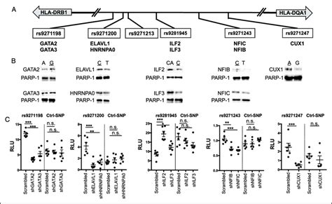 Characterization Of Nine Proteins That Specifically Bind To The Five