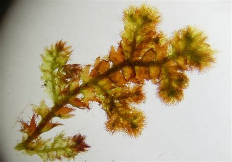 Ciliated Fringewort Naturespot