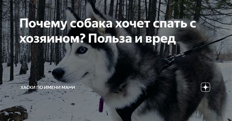 Почему собака хочет спать с хозяином Польза и вред Хаски по имени Мани В мире собак Дзен