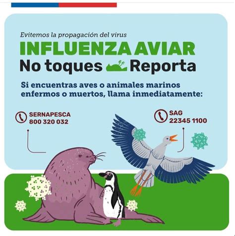 Experto Llama A Mantener La Calma E Informarse Respecto A La Gripe