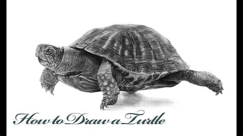How To Draw A Realistic Turtle Step By Step Tutorial Youtube