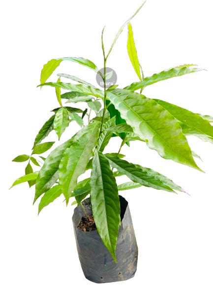 Nil Veralu නිල් වෙරළු රුද්‍රාක්ෂ Layer Plant අතු පැළ 3 Feet අඩි 3යි Thuru Store