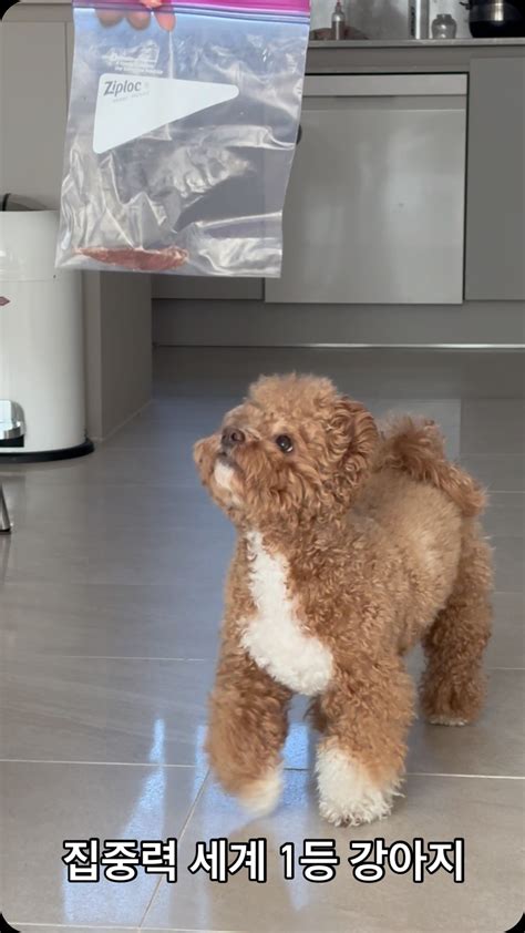 푸숑 아키 오늘따라 왜이렇게 꼬불꼬뷸해 ㅋㅋㅋㅋㅋ푹 잘잤구나 ㅋㅋㅋㅋ Shorts Reels 꼬순내 강아지릴스