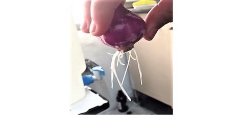 2 Diagrammatic Representation Of Cultured Onion Roots Download Scientific Diagram