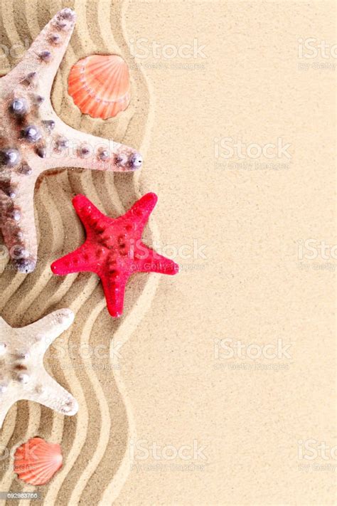 불가사리 조개 바다 돌과 팜은 바다 모래에 누워 레이블에 대 한 곳이 있다 관광에 대한 스톡 사진 및 기타 이미지 관광 기록보관용 껍데기 Istock