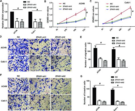Knockdown Of Zfas1 Inhibits Cell Proliferation Migration And Invasion