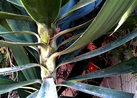 무료 이미지 정원 녹색 이파리 식물학 잎 육상 식물 초목 잔디 꽃 피는 식물 종범 나무 다년생 식물 식물 줄기 초본 식물 브로 멜리아과