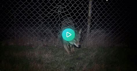 Eeek Coywolves Have Set Up Home In The Urban Parks Of New York City Feeding On The Rats And