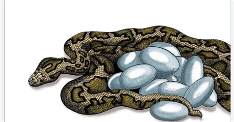 Introducing Python Modern Computing In Simple Packages KING OF EXCEL