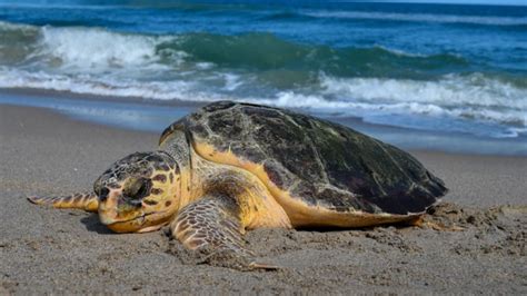 Loggerhead Sea Turtle Animal Atomizer Wiki Fandom