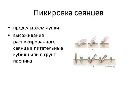 Выращивание рассады овощных культур - презентация онлайн