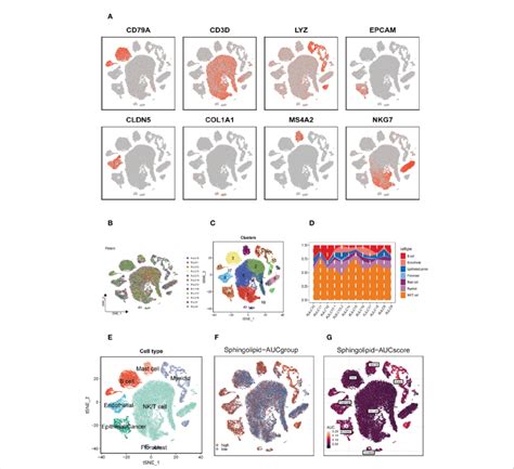 Annotation Of Single Cell Data And SM Activity A Typical Marker Download Scientific Diagram
