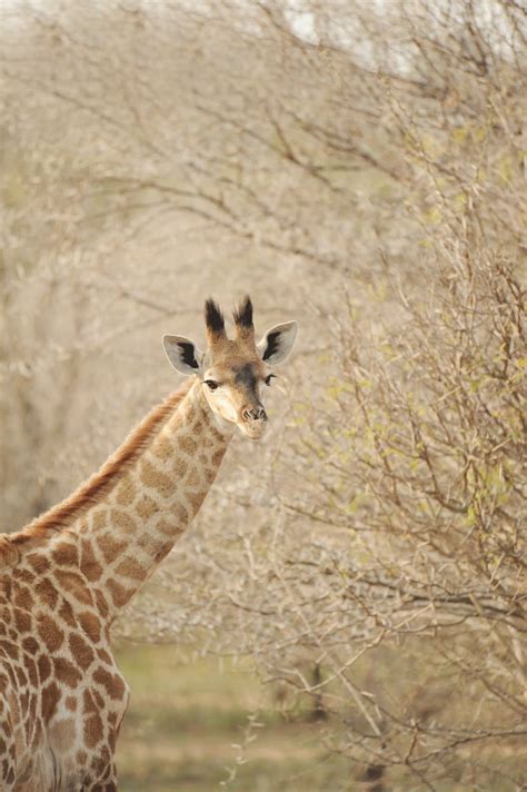 South African Safari Wedding With Elephants Ps Love