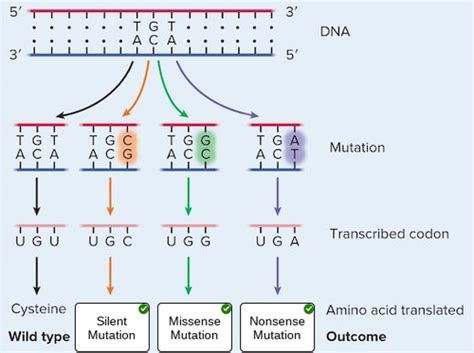 Chapter 8 Bacterial Genetics Mutations And Repair Connect Flashcards