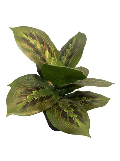 30cm Peacock Plant