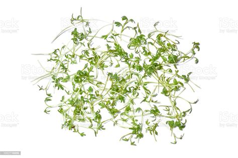 흰색 배경에 고립 된 마이크로 녹색 식물 콩나물 무 미셀렌 마이크로 녹지의 구색 해바라기 채소의 비건 마이크로 촬영 자라는 발아 씨앗 마이크로 그린 클로즈업 0명에 대한