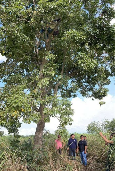 បុរសបែកថ្នាំម្នាក់នាំកូនស្រីឡើងដើមឈើបម្រុងធ្វើអត្តឃាតតែមិនបានសម្រេចត្រូវប្រពន្ធនិងសមត្ថកិច្ចលួងល