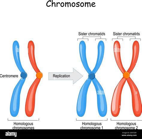 Chromatid In A Cell