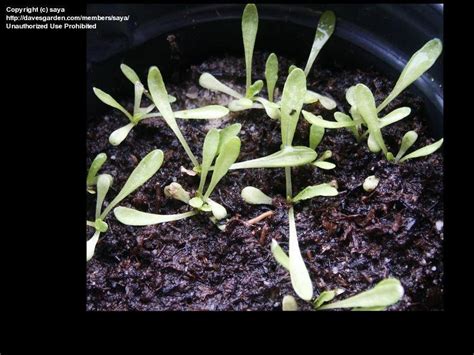 Plantfiles Pictures Helenium Species Pineapple Helenium Pineapple