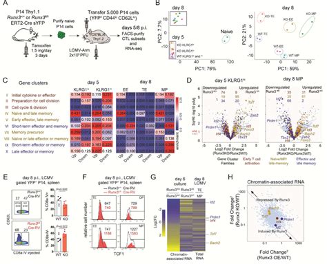 The Transcription Factor Runx3 Establishes Chromatin Accessibility Of