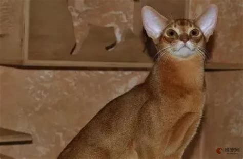 雀猫和阿比西尼亚猫区别有什么 唯宠网