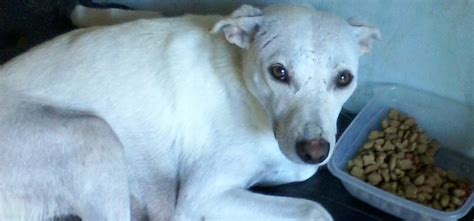 A Jornada Da Branquinha A Hist Ria Da Branquinha