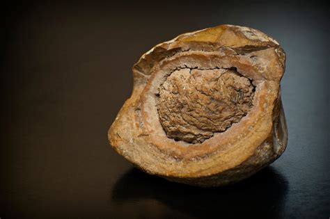 Fossilized Nut Fossil ID The Fossil Forum