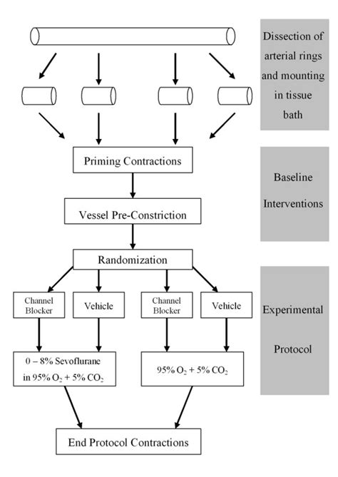 Schematic Representation Of The Experimental Design Used In Each