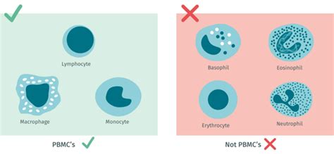 Pbmc Isolation And Cytokine Assays Made Easy Revvity
