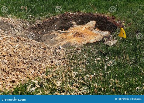The Grindings Of Tree Stump Expose The Root System Stock Image Image Of Stump Ground