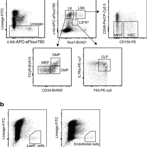 Flow Cytometry Gating Strategy For The Isolation Of Hematopoietic Stem Download Scientific