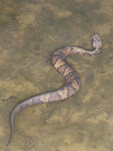 Desktop Water Moccasin Snake