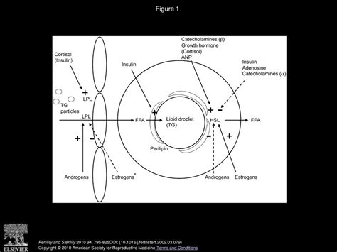 Adipose Tissue And Reproduction In Women Ppt Download