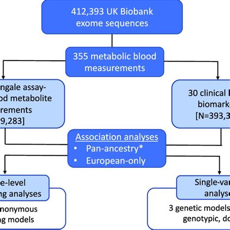 A Schematic Of The Genetic Association Analyses For The Metabolic Blood