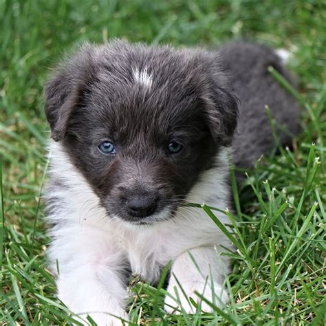 Gem Face Rising Sun Farm