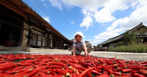 다가오는 입추 파란 하늘 아래 고추말리기