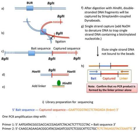 Satb1 Mediated Functional Packaging Of Chromatin Into Loops Abstract