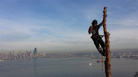 Seattle Tree Removal Tree Care Tree People Tree Care