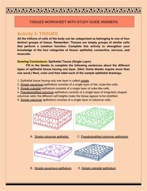 Epithelial Tissues Worksheet Live Worksheets Worksheets Library