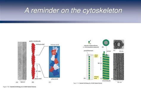 PPT APh Lecture The Cytoskeleton Is Always Under Construction PowerPoint Presentation
