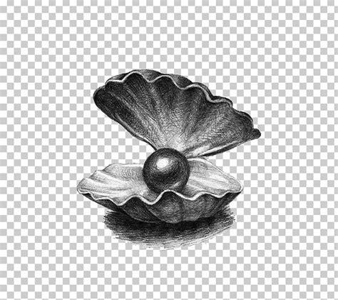 Pearl In Shell Drawing