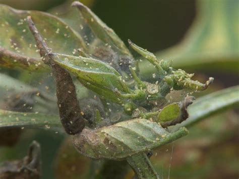 Борба с акарите по цветята