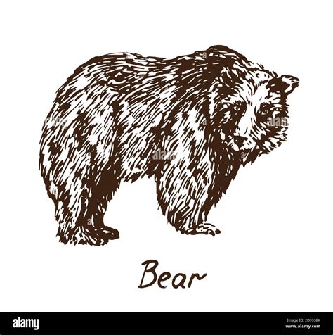 Grizzly Bear Drawing Standing