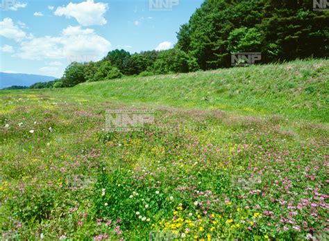 春の野原 写真素材ストックフォト NNP PHOTO LIBRARY