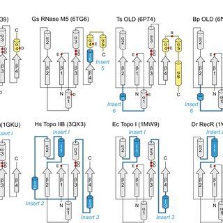 Toprim Domain Topologies And Metalbinding Side Chains Topology