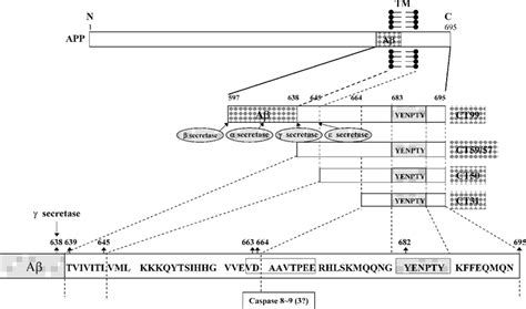 Structure And Processing Of App Ctfs App Consists Of A Large